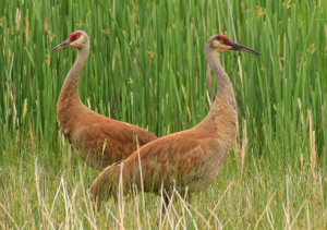 One-Stop-Shop for Zeedyk Resources - IWJV