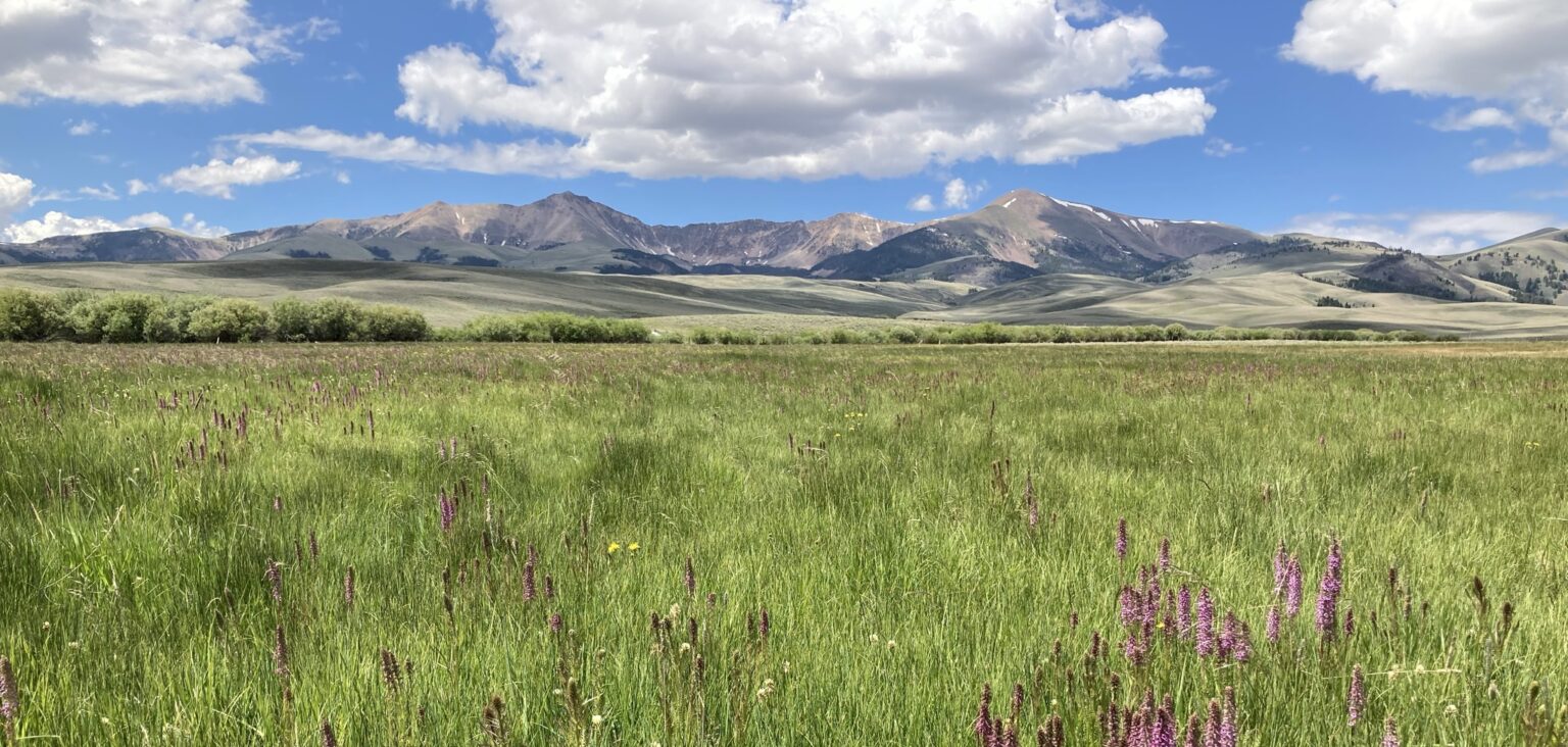 Conservation in the Intermountain West | IWJV