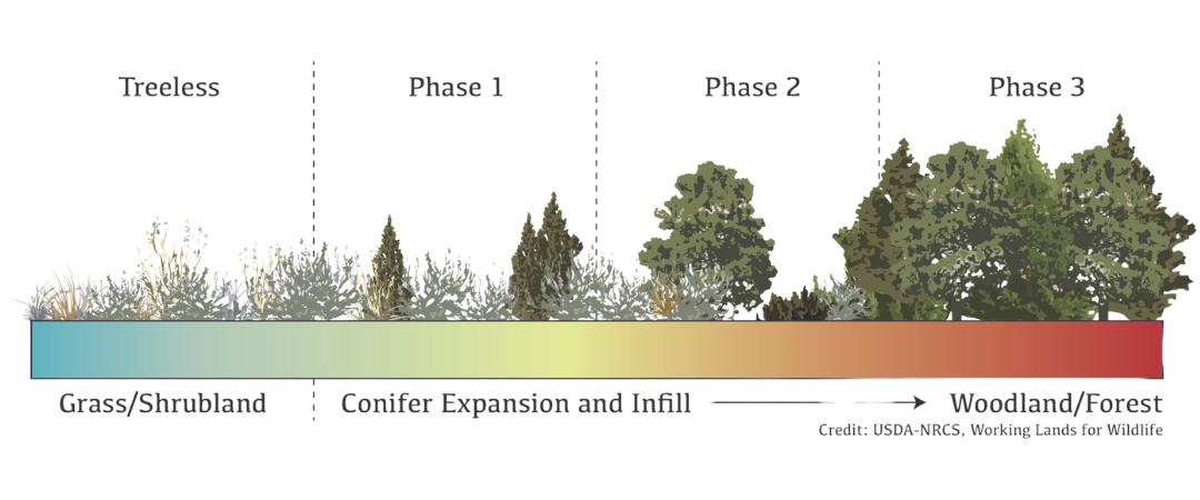 Conifer Removal - IWJV