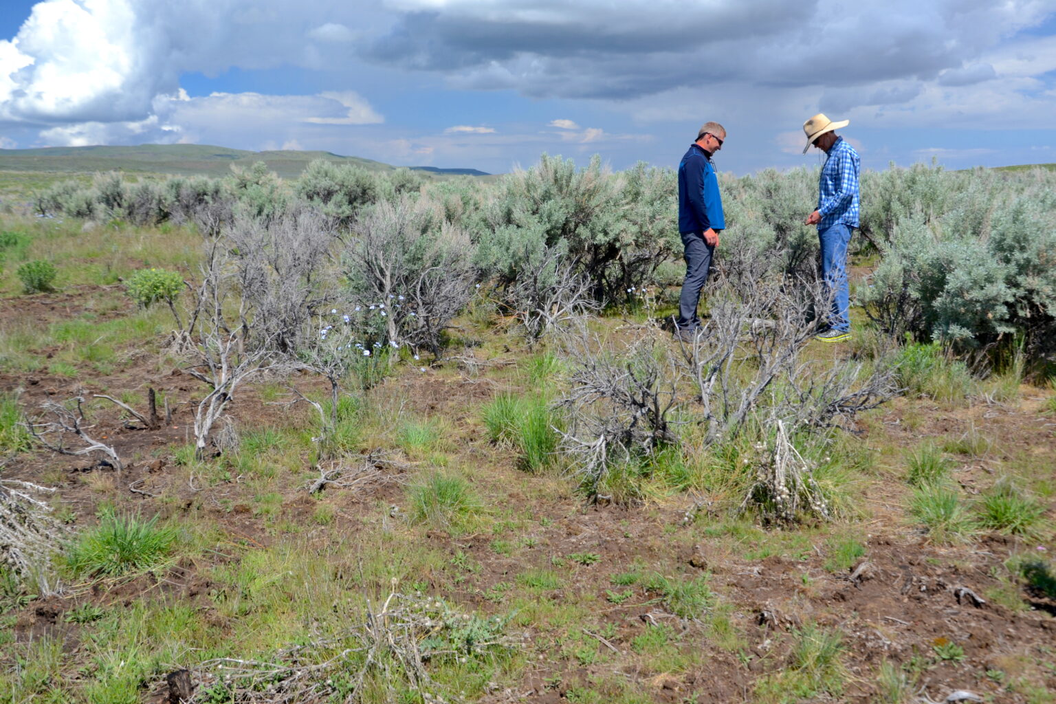 Conservation in the Intermountain West | IWJV