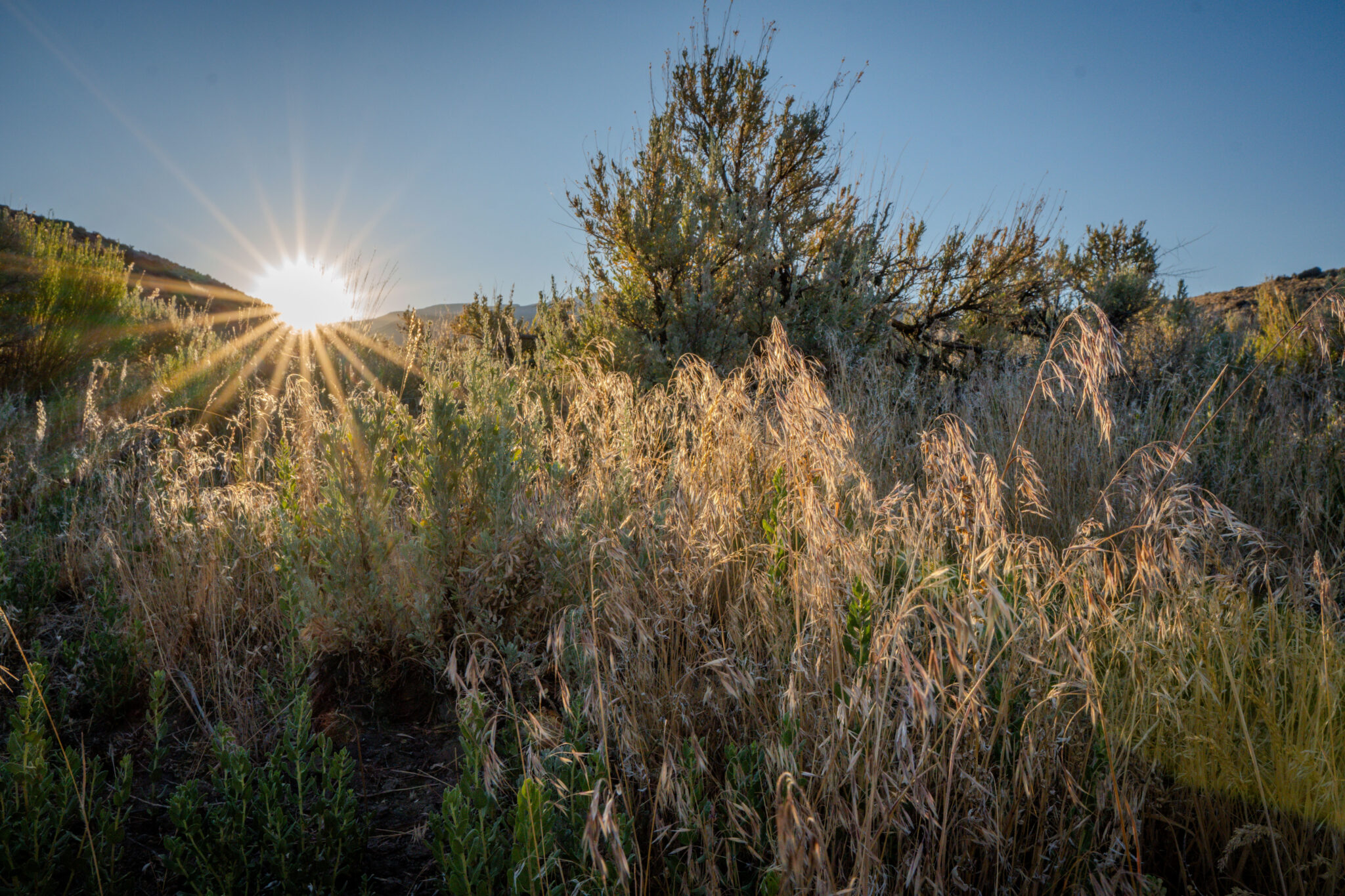 Cheating Wyoming’s Wildlife and People? Not if Nancy Has a Say - IWJV