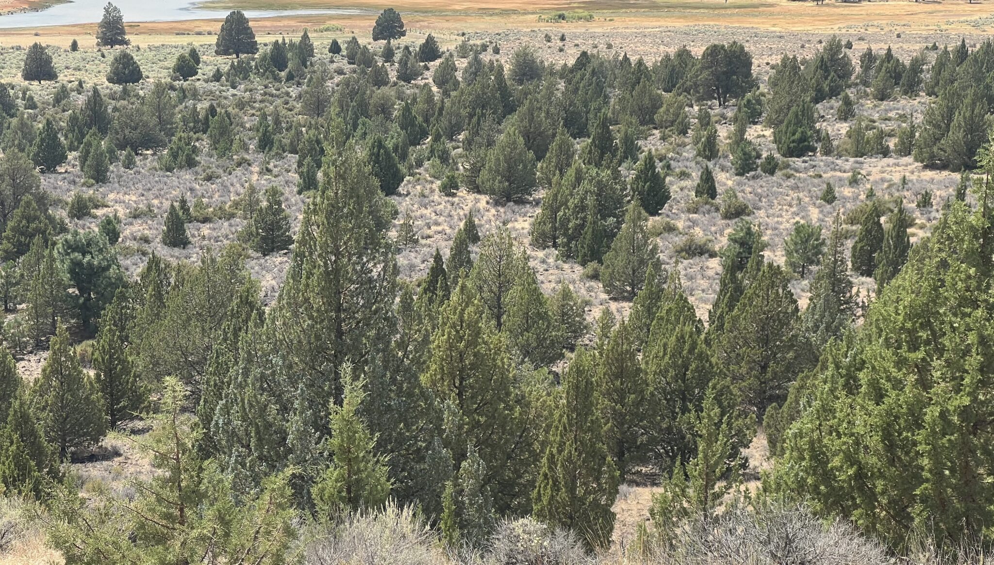 Conservation in the Intermountain West | IWJV